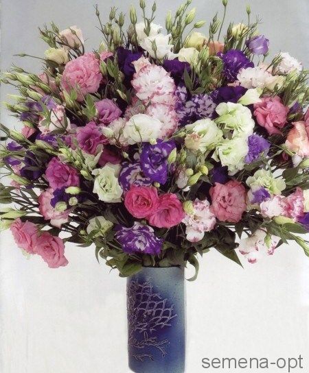 Эустома(Лизиантус) махровая (Eustoma grandiflorum) Abc Mix, 100 драже