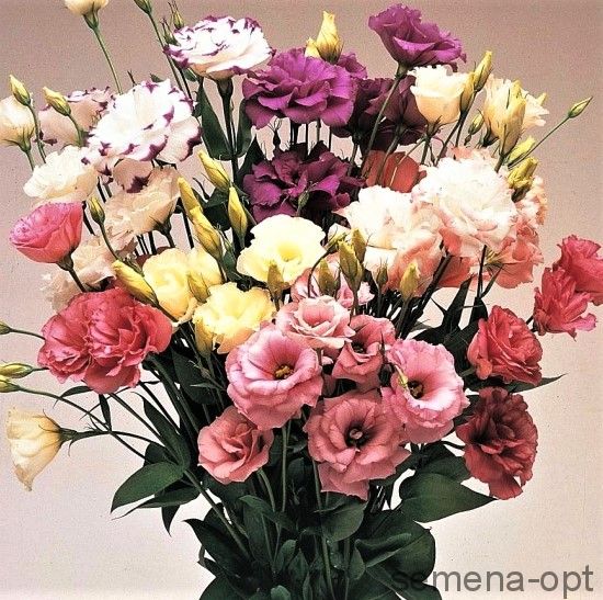 Эустома(Лизиантус) махровая (Eustoma grandiflorum) Arena Mix, 100 драже